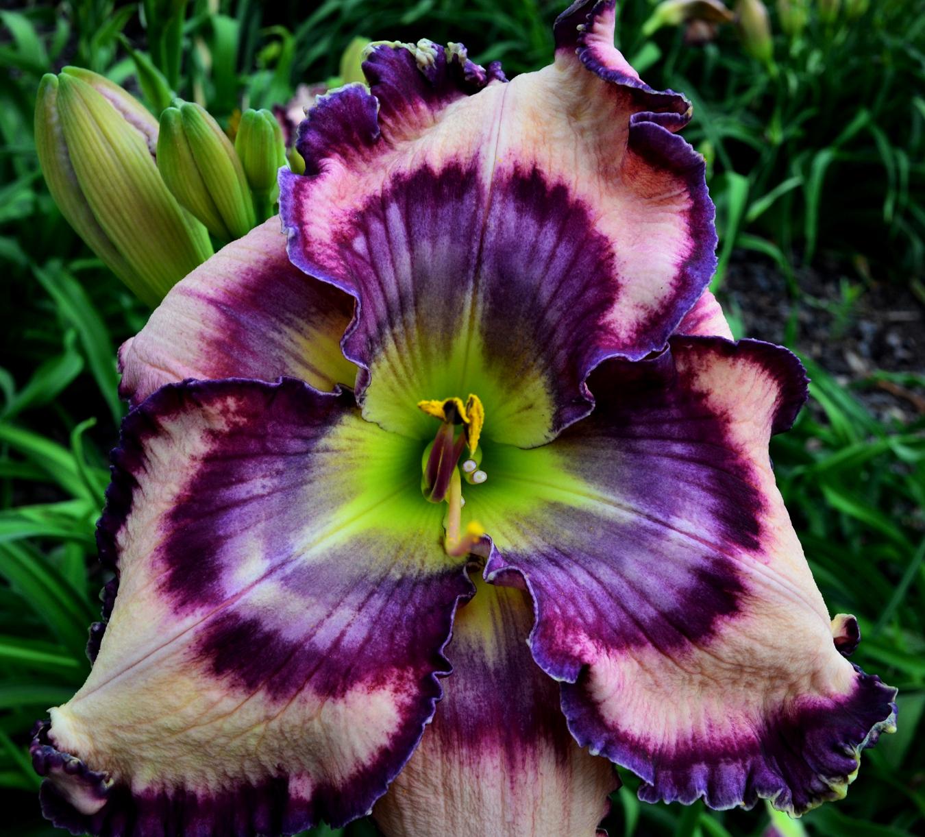 Daylily (Hemerocallis 'Bold Echoes') in the Daylilies Database - Garden.org