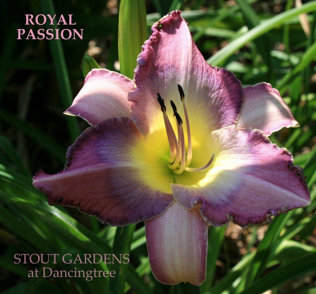 Daylily (Hemerocallis 'Royal Passion') in the Daylilies Database ...