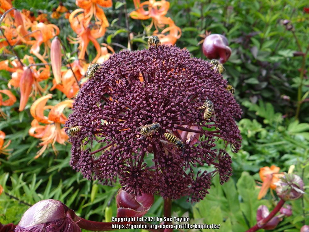 Purple Angelica (Angelica gigas) - Garden.org