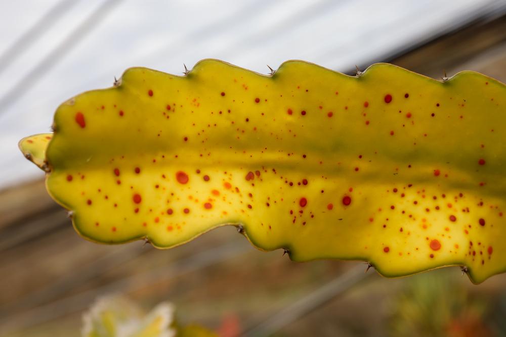 Cactus Rust in the Cactus and Succulents forum - Garden.org