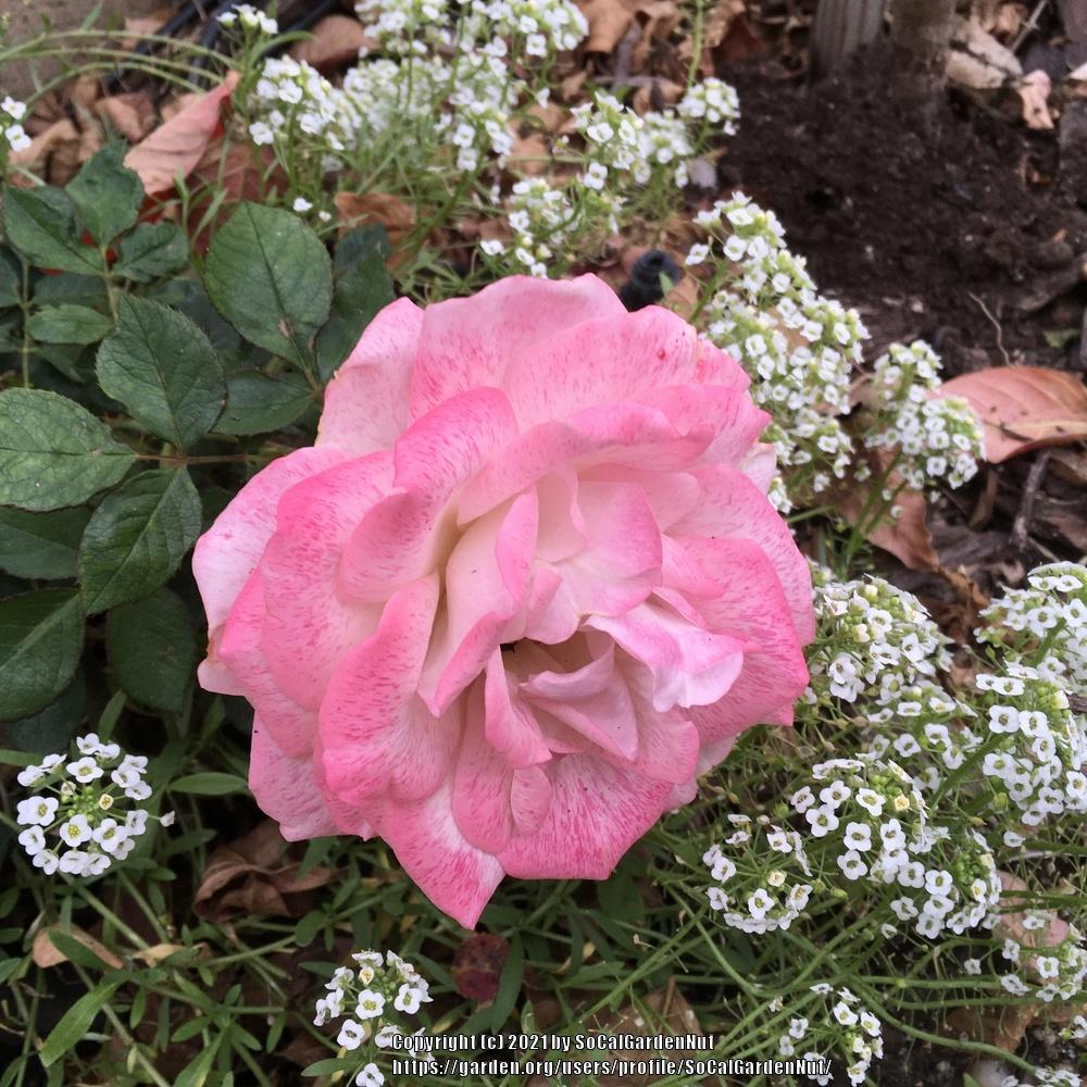 Rose (Rosa 'Pinkerbelle') in the Roses Database - Garden.org