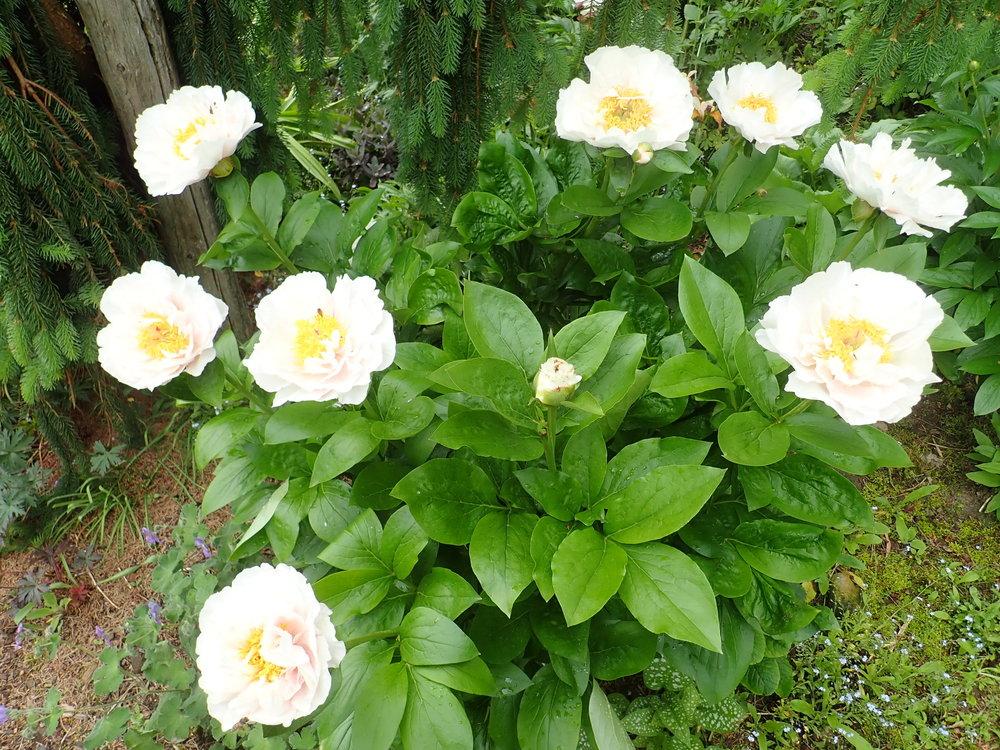 Photo of the entire plant of Peony (Paeonia 'Blushing Princess') posted ...