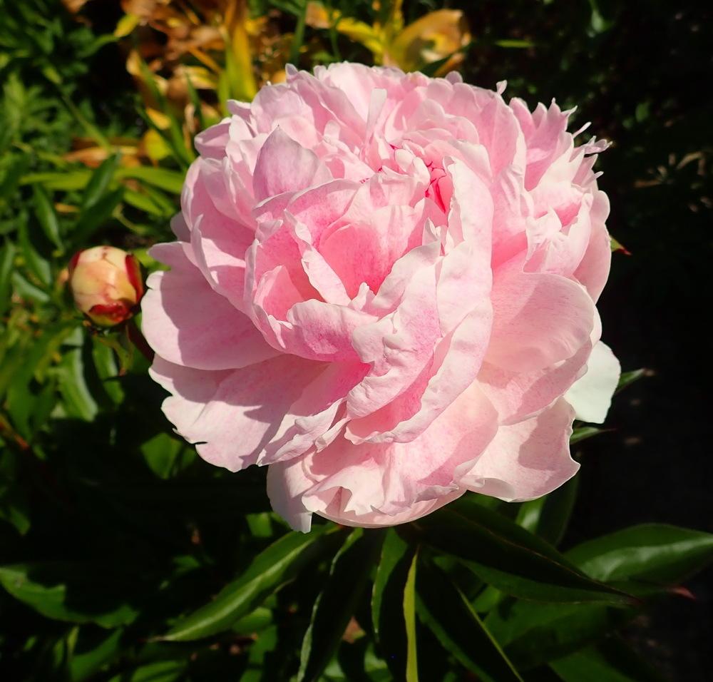 Peony (Paeonia lactiflora 'Courage') in the Peonies Database - Garden.org