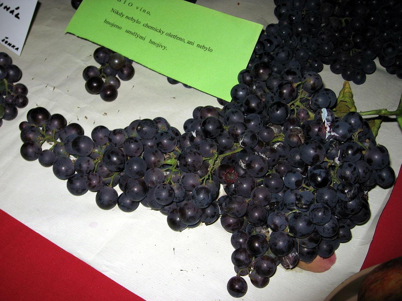 Table Grape (Vitis vinifera 'Cardinal') in the Grapes Database - Garden.org