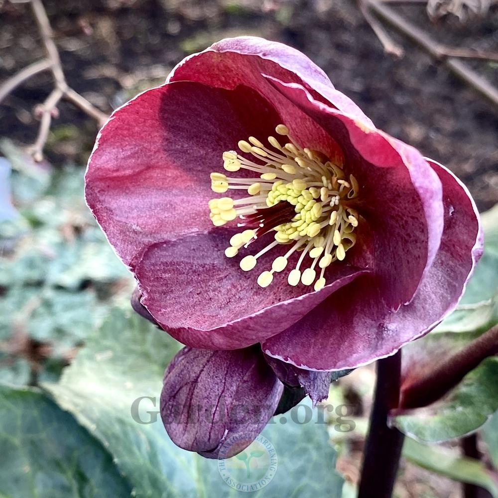 Hellebore (Helleborus Gold Collection® Ice N' Roses Nightingale) in the ...