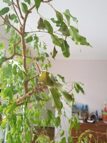 Ficus tree with root rot in the Houseplants forum - Garden.org