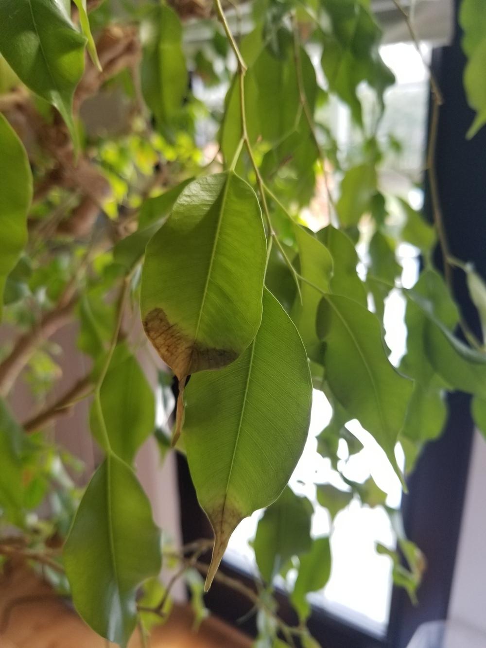 Ficus tree with root rot in the Houseplants forum - Garden.org