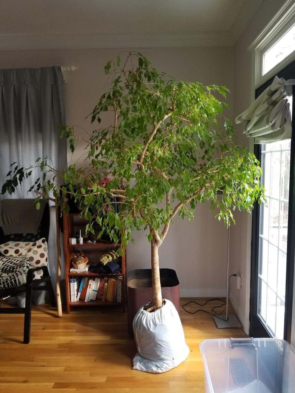 Ficus tree with root rot in the Houseplants forum - Garden.org