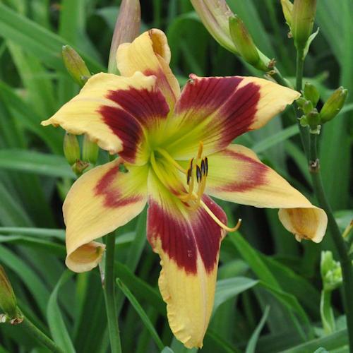 Daylily (Hemerocallis 'A Painter Passing Through') in the Daylilies Database - Garden.org