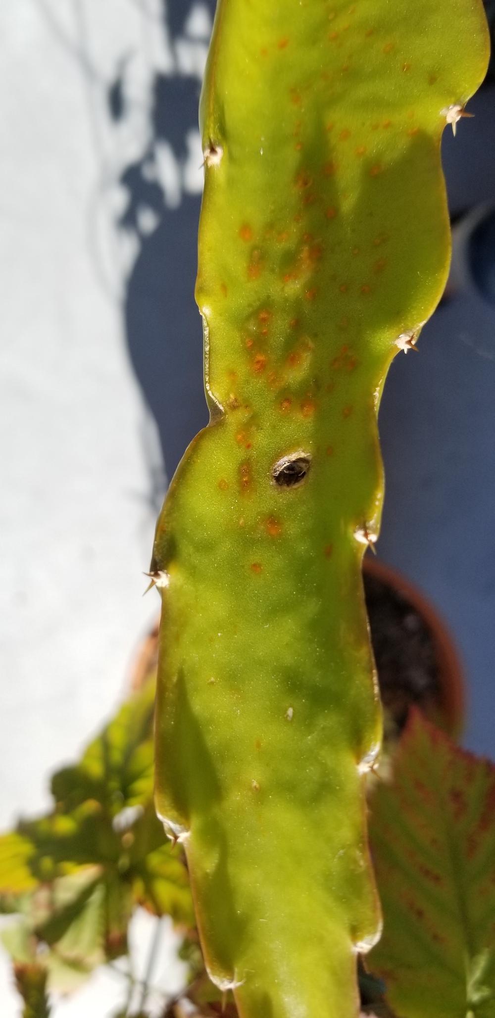 Cactus Rust in the Cactus and Succulents forum - Garden.org