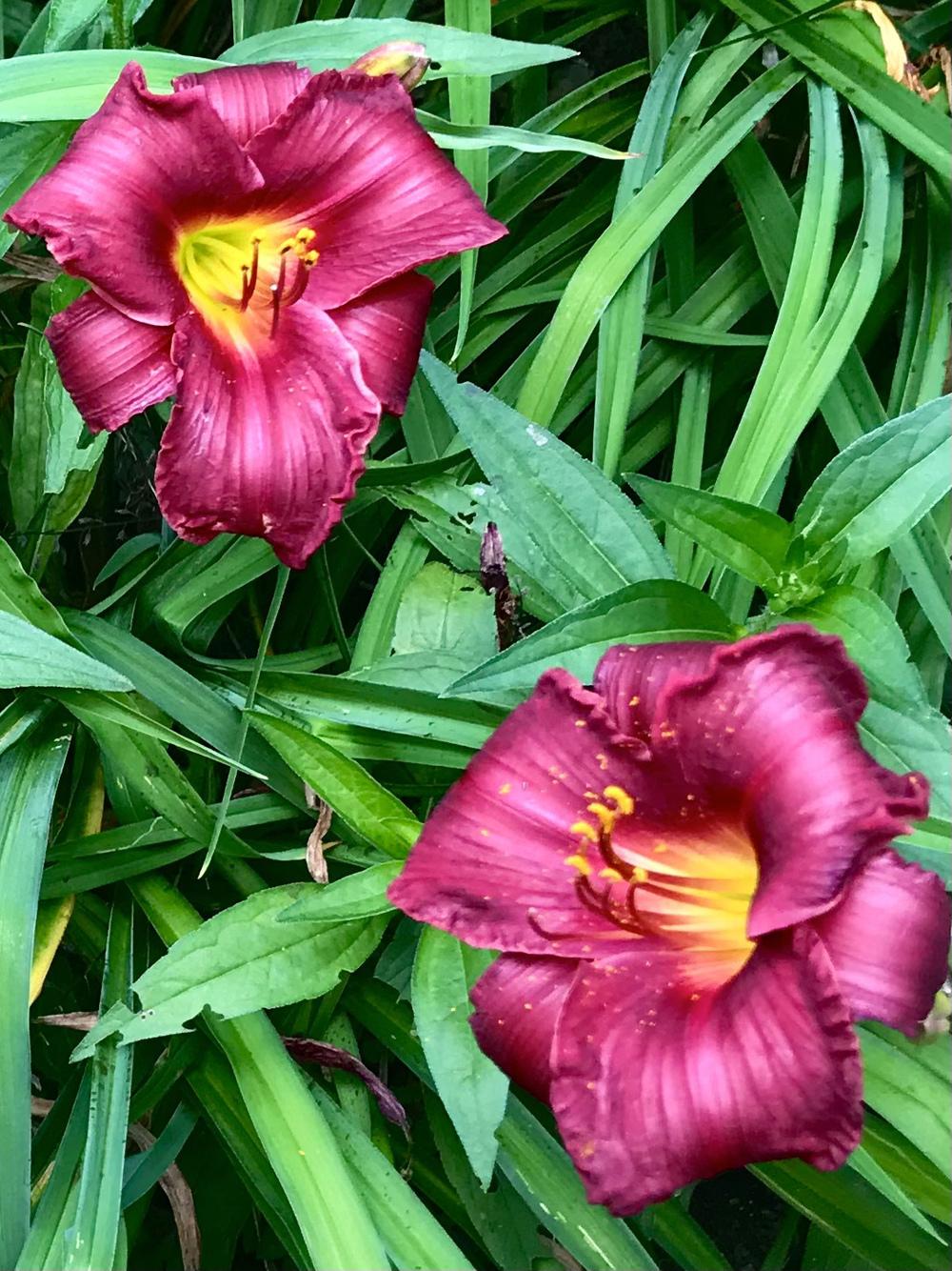 Daylily (Hemerocallis 'Cranberry Cove') in the Daylilies Database - Garden.org