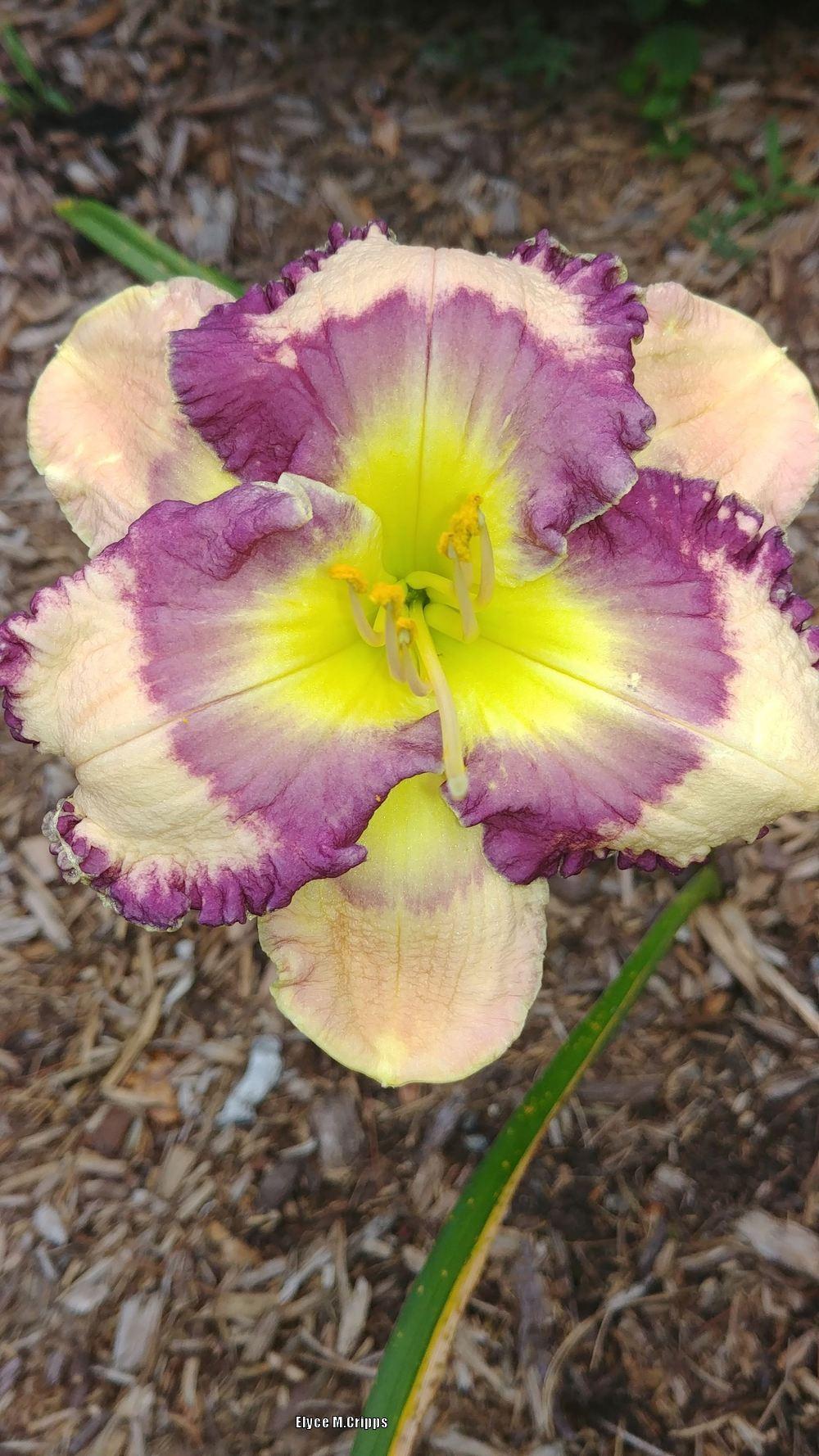 Daylily (Hemerocallis 'I'm So Blue') in the Daylilies Database - Garden.org