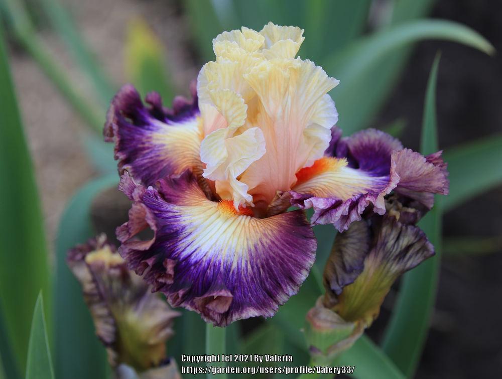 Photo of the bloom of Tall Bearded Iris (Iris 'Color Wheel') posted by ...
