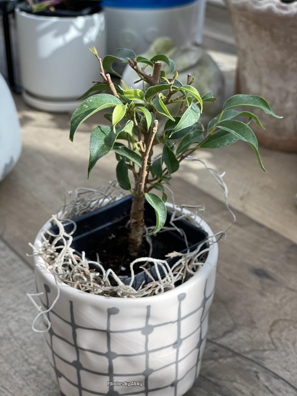 Dwarf Banyan Tree (Ficus microcarpa 'Tiny Limey') - Garden.org