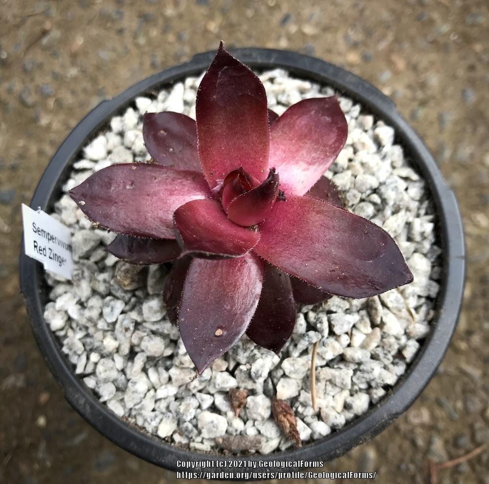 Hen and Chicks (Sempervivum 'Red Zinger') in the Sempervivum Database ...