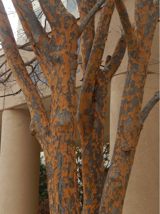 Chinese Elm (Ulmus parvifolia 'Dynasty') - Garden.org