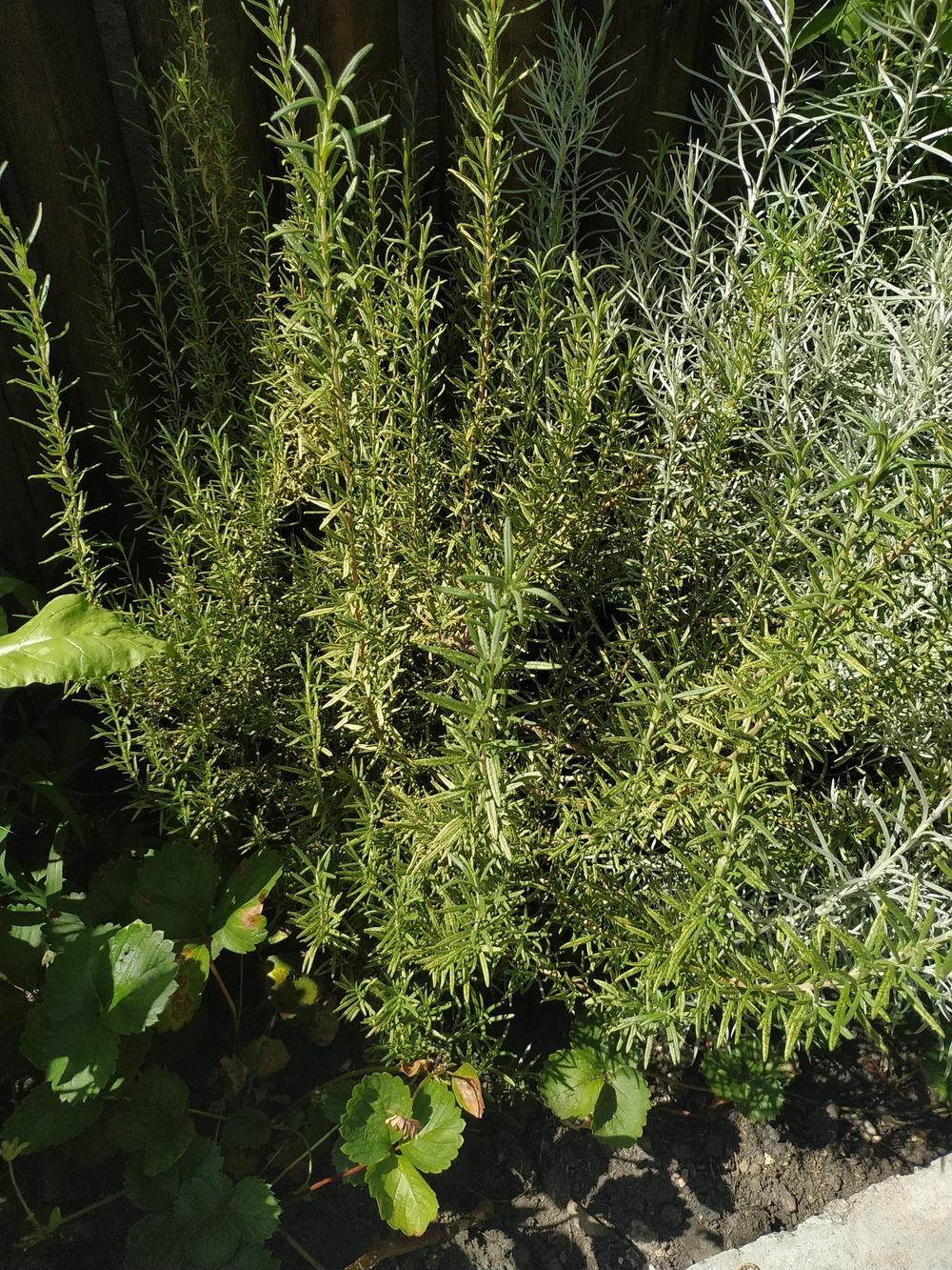 Yellowing rosemary in the Ask a Question forum - Garden.org