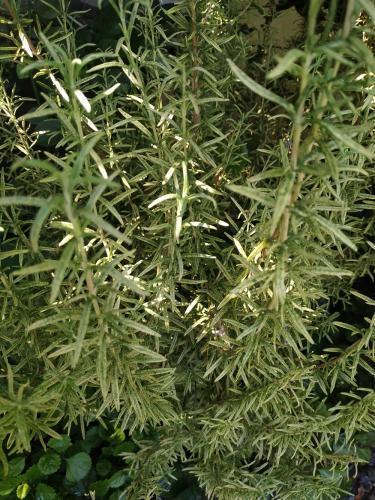 Yellowing rosemary in the Ask a Question forum - Garden.org