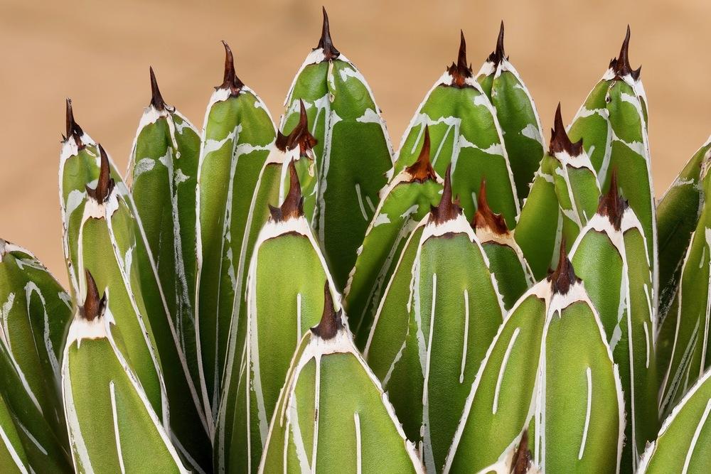 Photo of the thorns, spines, prickles or teeth of Compact Queen ...