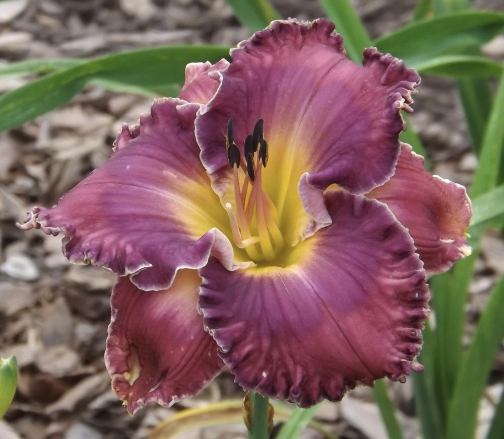 Daylily (Hemerocallis 'Color Me Pretty') in the Daylilies Database ...