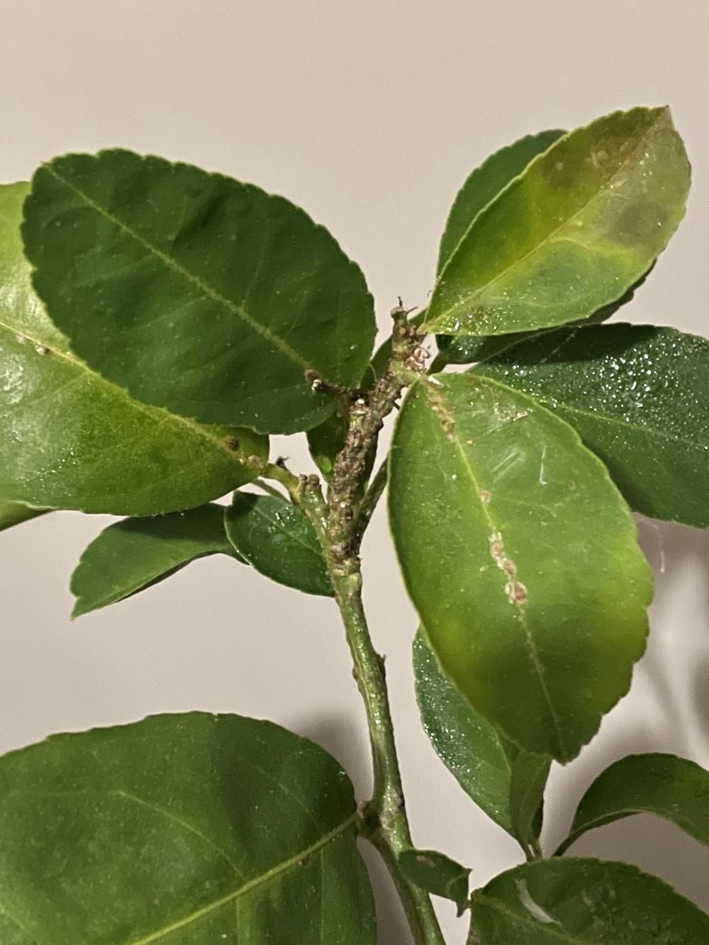 Meyer Lemon- Sap on leaves - Scabs on branches - Mites? in the Ask a ...