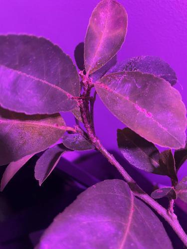 Meyer Lemon- Sap on leaves - Scabs on branches - Mites? in the Ask a ...