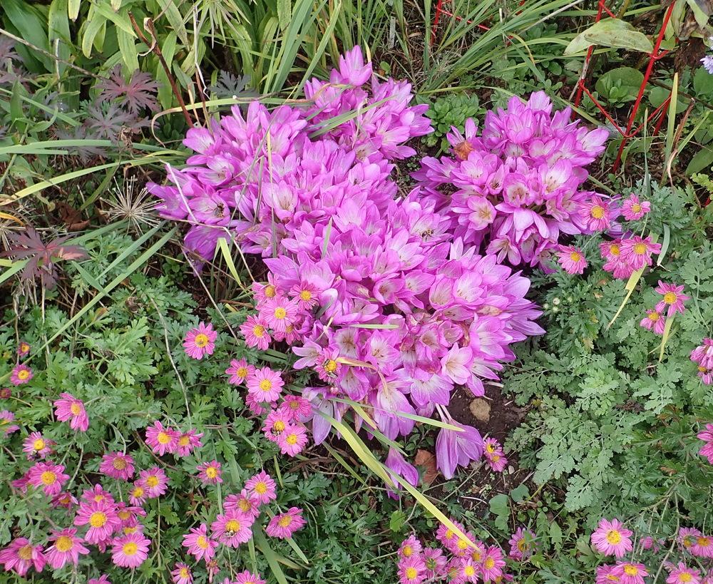 Photo of the entire plant of False Autumn Crocus (Colchicum 'The Giant ...