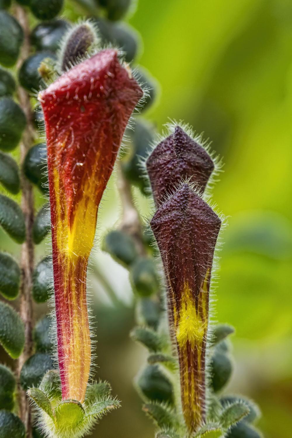Flying Goldfish Plant (Columnea microphylla) - Garden.org