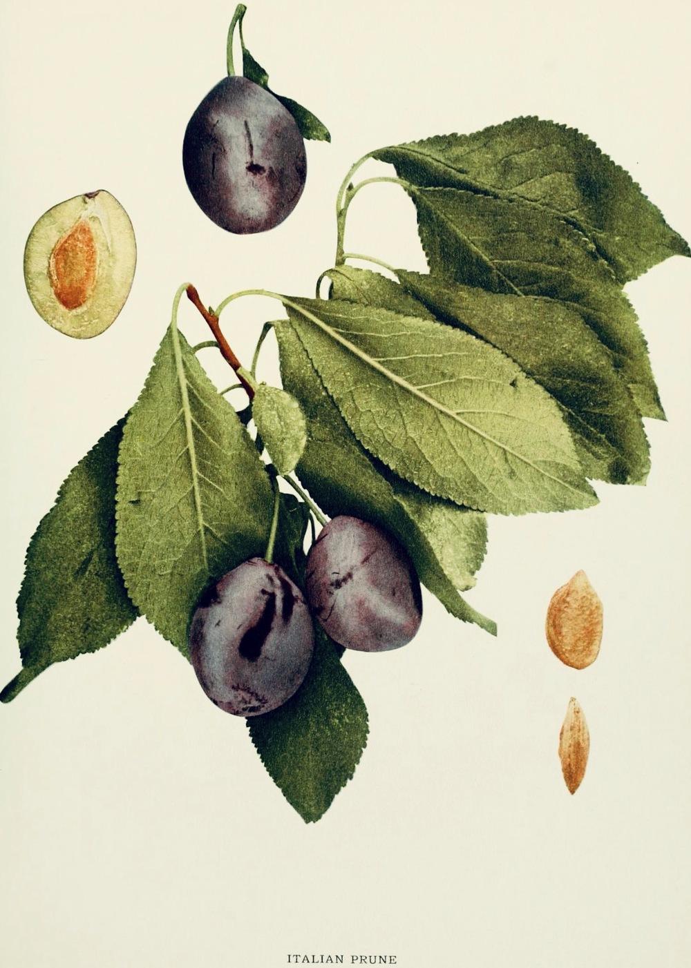Photo of the documentation of European Plum (Prunus domestica 'Italian ...