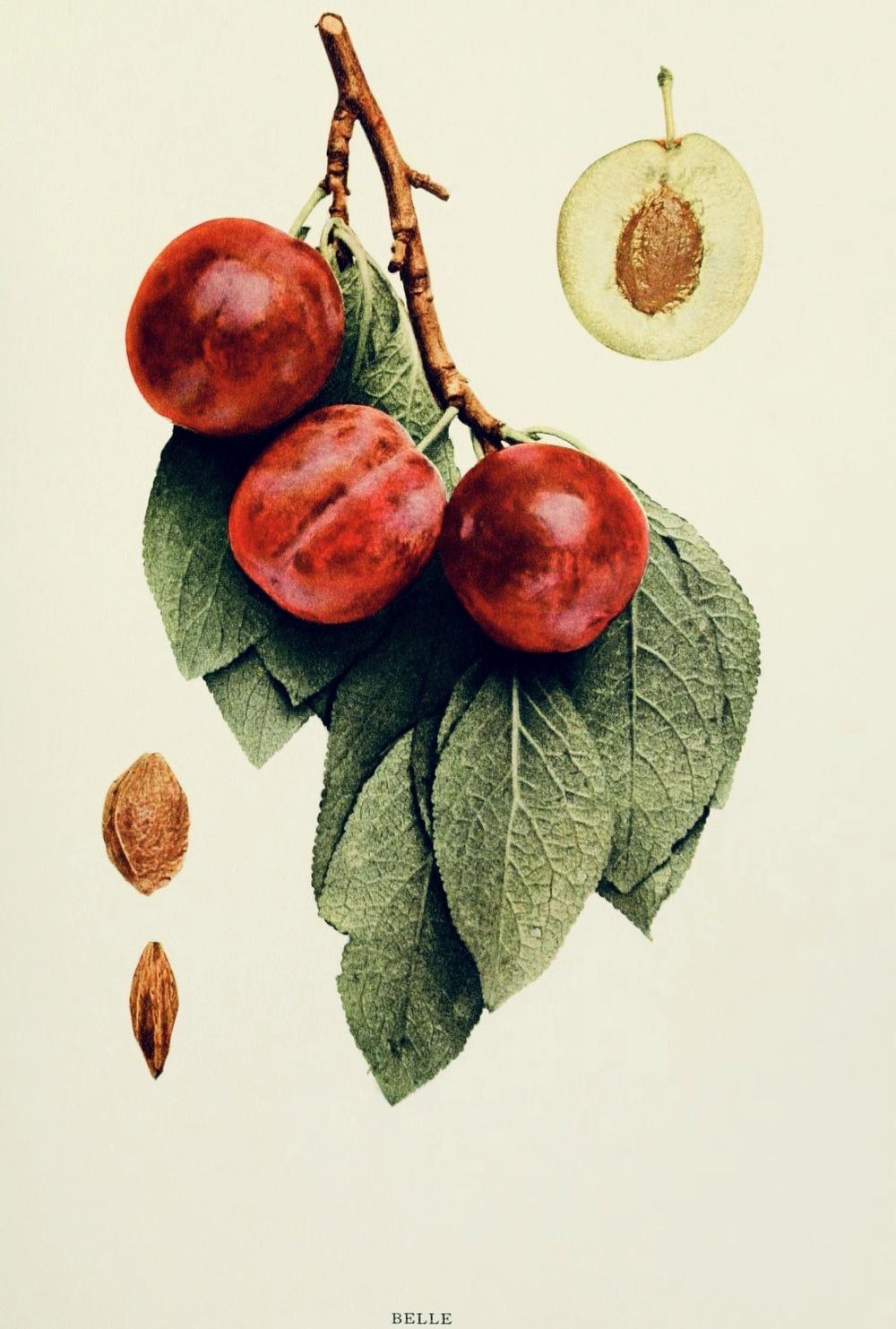 Plums: Plant Care and Collection of Varieties - Garden.org