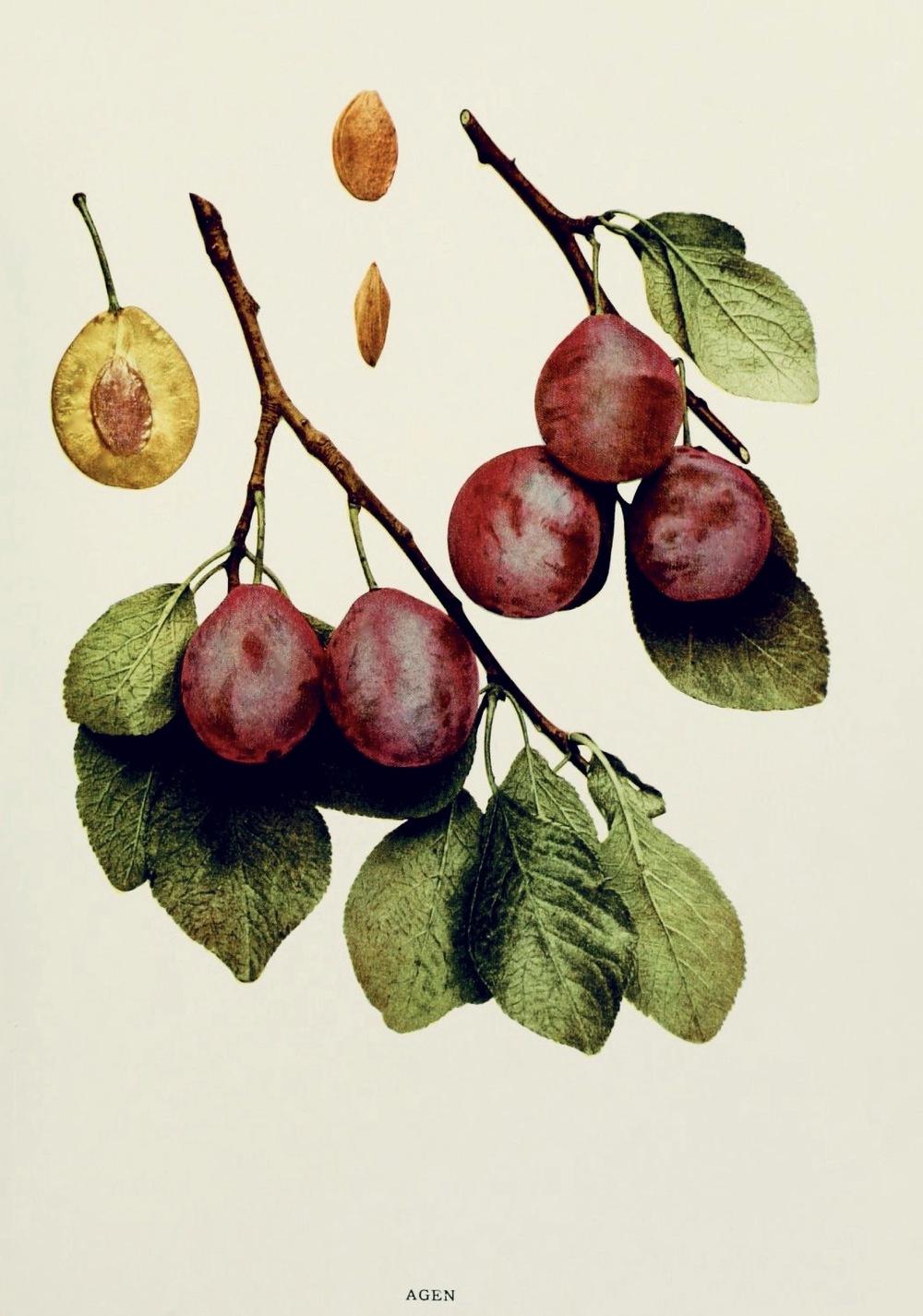 Plum (Prunus 'Prune d'Ente') - Garden.org