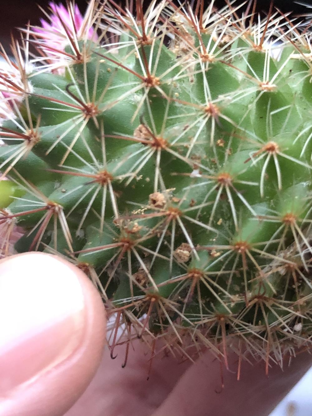 Are these yellow dots spider mites? in the Cactus and Succulents forum ...