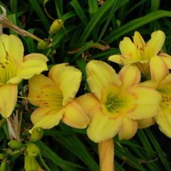 Photo of the bloom of Daylily (Hemerocallis 'Delicate Design') posted ...