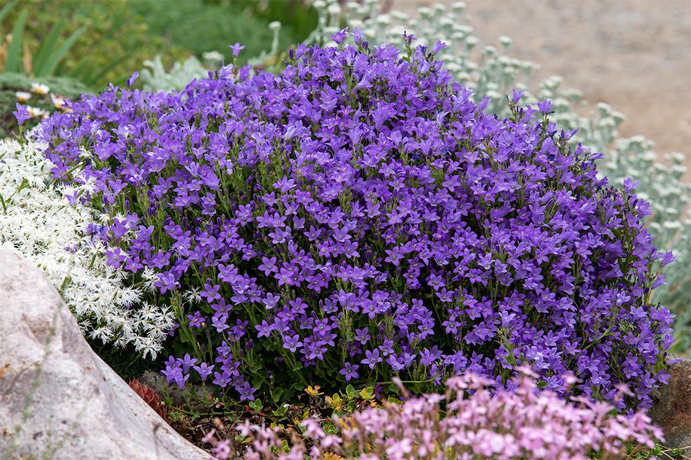 Bellflowers: Plant Care and Collection of Varieties - Garden.org