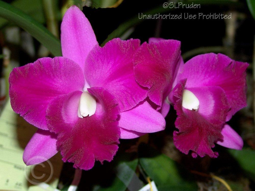 Orchid (Cattleya Mini Song) - Garden.org