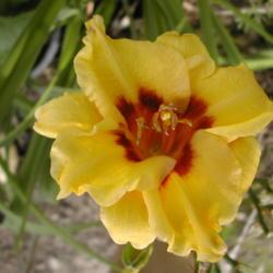 Daylily (Hemerocallis 'Siloam June Bug') in the Daylilies Database ...