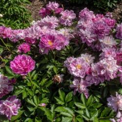 Photo of the bloom of Peony (Paeonia 'Madame Ducel') posted by gregnc - Garden.org