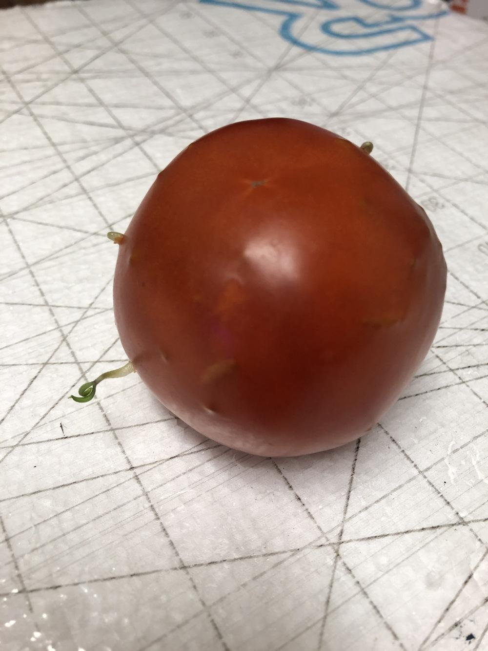 2021 Tomato Thread in the Vegetables and Fruit forum - Garden.org