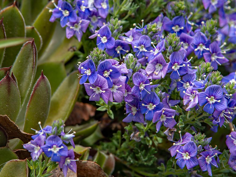 Photo of the bloom of Blue Wooly Speedwell (Veronica pectinata) posted ...