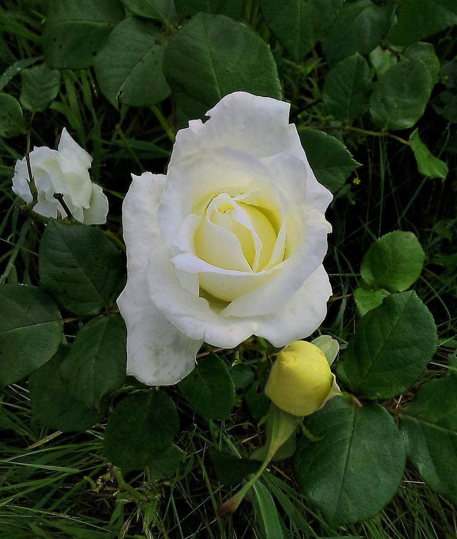 Rose (Rosa 'Alba Garcia') in the Roses Database - Garden.org