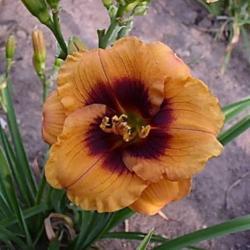 Daylily (Hemerocallis 'Cheddar Weasel') in the Daylilies Database ...