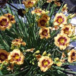 Daylily (Hemerocallis 'Cheddar Weasel') in the Daylilies Database ...