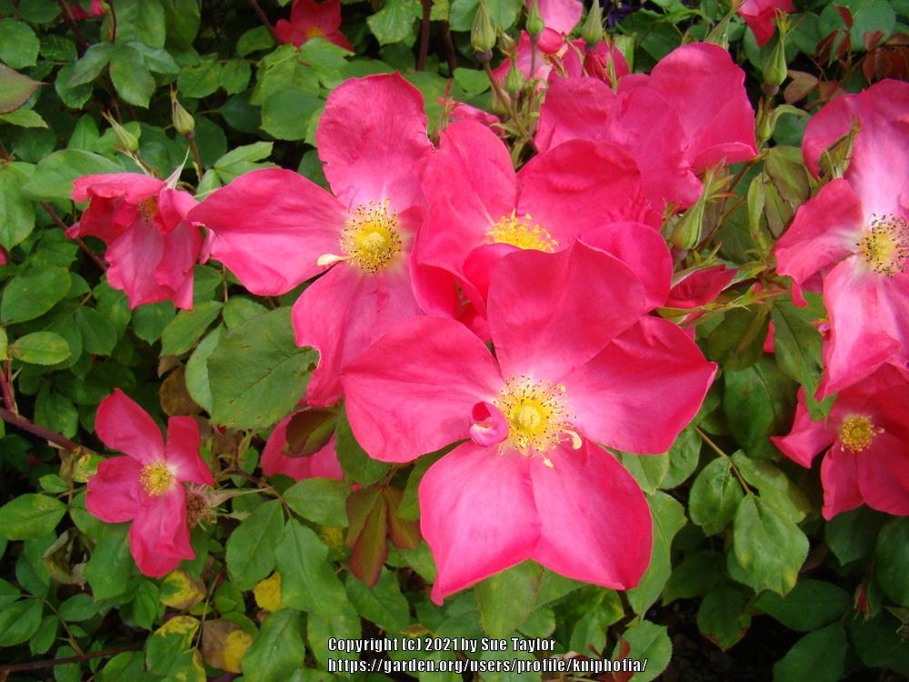 Rose (Rosa 'Rose of Picardy') in the Roses Database - Garden.org