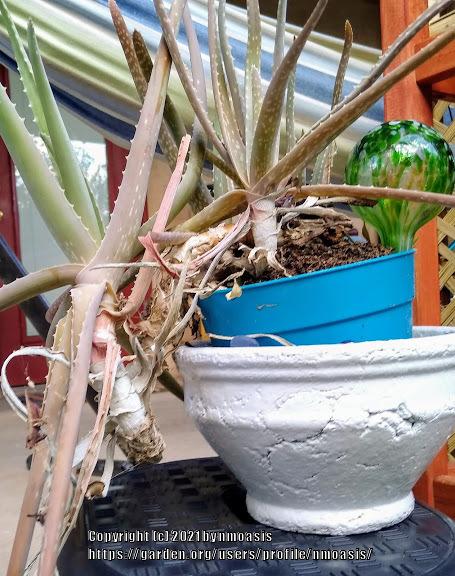 Crooked/twisting aloe plant in the Ask a Question forum - Garden.org