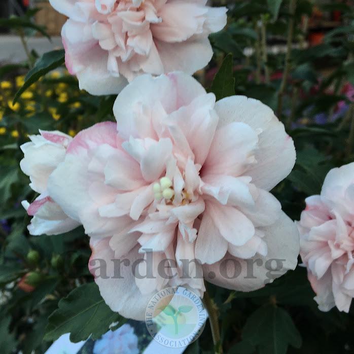 Photo of the bloom of Althea (Hibiscus syriacus Strawberry Smoothie ...