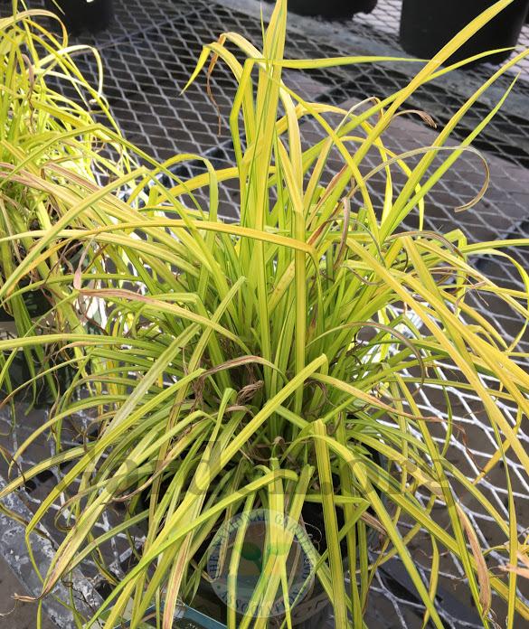 Sedges: Plant Care and Collection of Varieties - Garden.org
