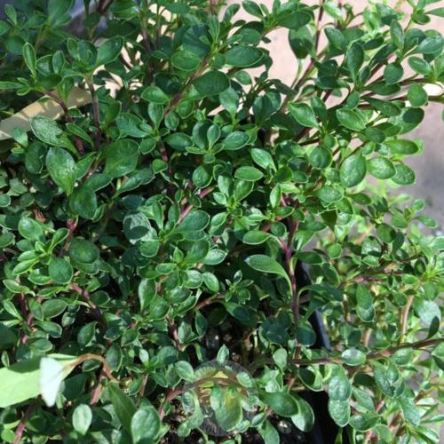 Mat penstemon (Penstemon caespitosus) in the Penstemons Database ...