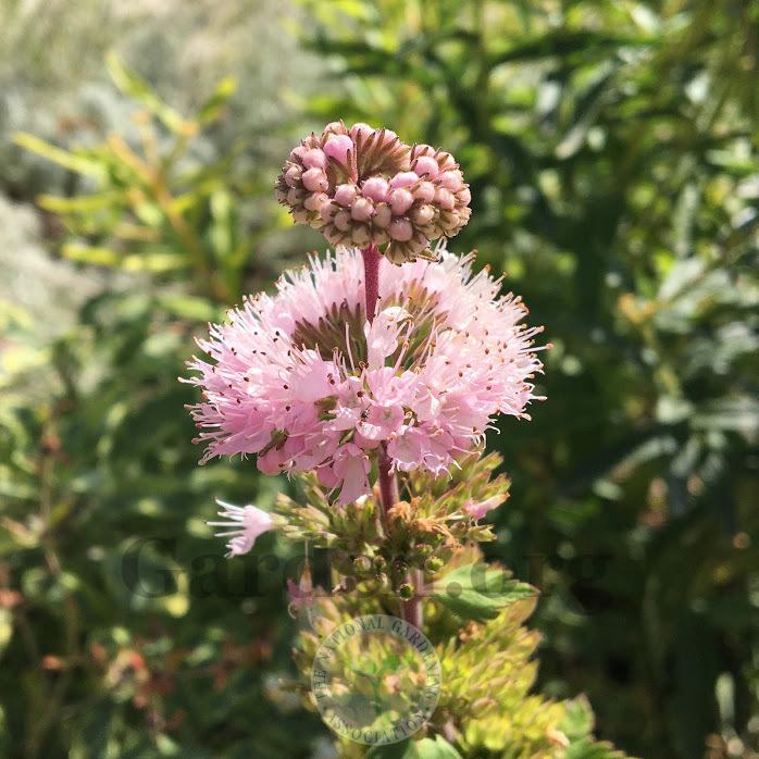 Photo of the bloom of Bluebeard (Caryopteris incana Pavilion™ Pink ...