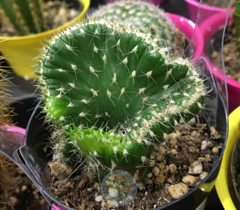 Cane Cactus (Austrocylindropuntia cylindrica 'Emerald Idol') - Garden.org