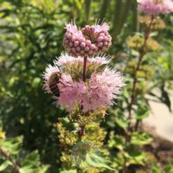 Bluebeard (Caryopteris incana Pavilion™ Pink) in the Bluebeards ...